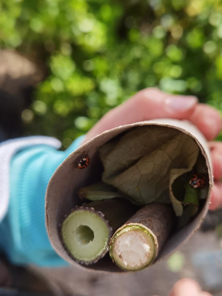 Easter HAF 2023 – Forest Schools - Turning Heads